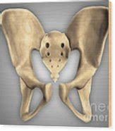 Anatomy Of Human Pelvic Bone Digital Art By Stocktrek Images