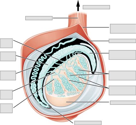 Anatomy Of Testis Diagram Quizlet