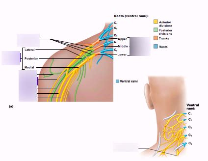 Cervical And Brachial Plexus Diagram Quizlet