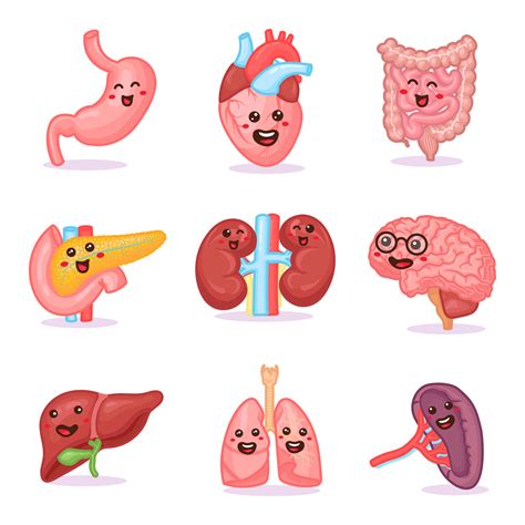 Cute Kawaii Strong Happy Human Healthy Strong Organs Set Vector