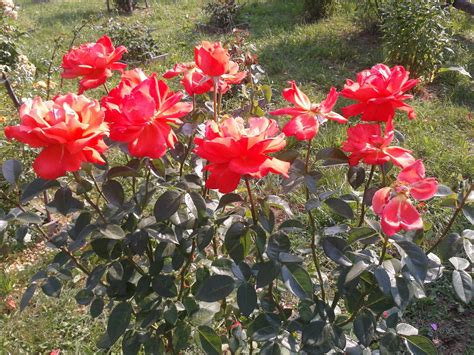 Ranczo Elma Róża Rosa Alexander