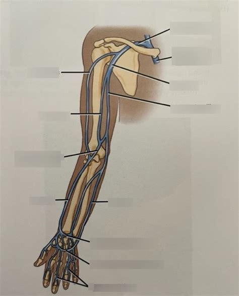 Upper Extremity Deep Vein Diagram