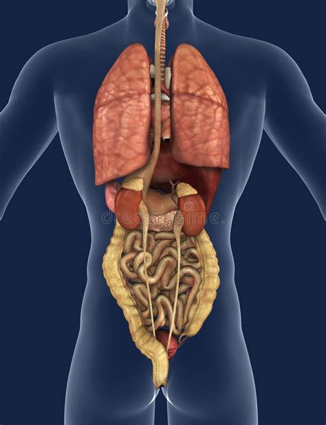 Internal Organs Back View Stock Illustration Image Of Biological