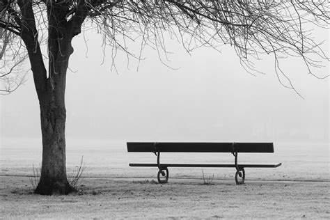 Fotos gratis paisaje árbol nieve invierno en blanco y negro