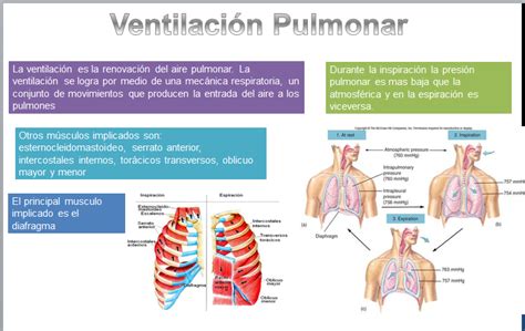 Blog de Fisiologia Basica de Oscar Arturo Rodriguez Vargas Ventilación