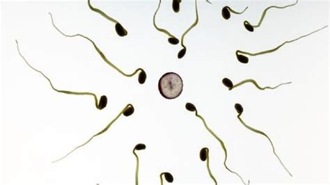 El Semen Es Bueno Para La Cara Descubre Sus Beneficios Para La Piel