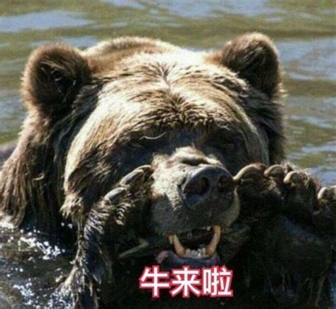 牛来了牛来了 178