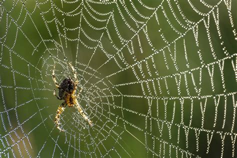 Spinne Tau Spinnennetz Kostenloses Foto Auf Pixabay