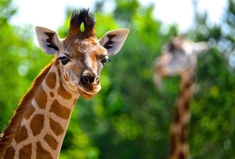 25 Curiosidades de las jirafas que no sabías