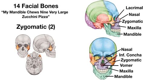 Facial Bones Of The Skull Mnemonic Anatomy And Labeled Diagram Ezmed