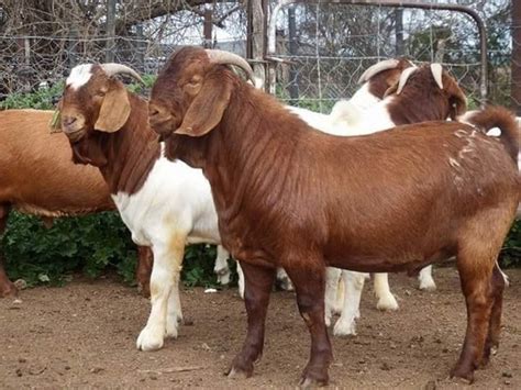 Most Complete Goat Farming Business Plan In Nigeria Pdf Naijaceo
