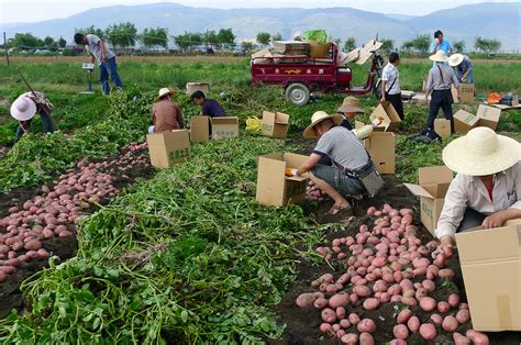 Trabajadores agrícolas estacionales para recolección de papas