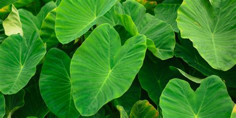 Elephant Ear Plant In Wintertime How To Prepare GFL Outdoors