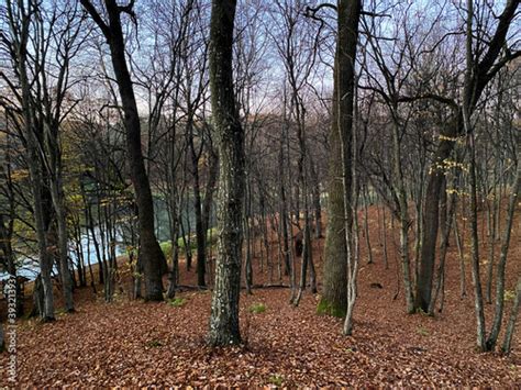 Fototapeta Cie Ka Jesie Las Pejza Drzewa Dekowizja Pl