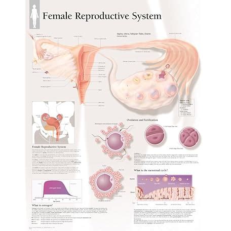 Mua Female Reproductive System Chart Laminated Wall Chart Tr N Amazon