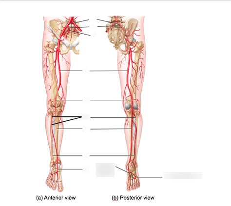 Figure 30 6 Major Arteries Of The Pelvis And Lower Extremities A