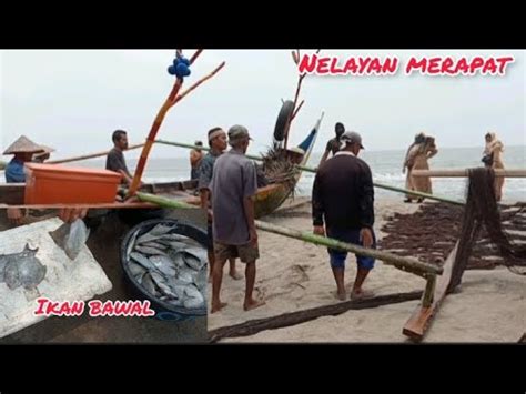 Nelayan Merapat Ke Darat Ikan Bawal Hasil Tangkapan YouTube