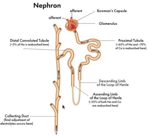 Hypertension Flashcards Quizlet