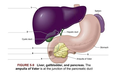 Chapter 5 Liver Gallbladder And Pancreas Diagram Quizlet