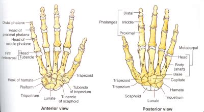 Bony Landmarks Of The Hand