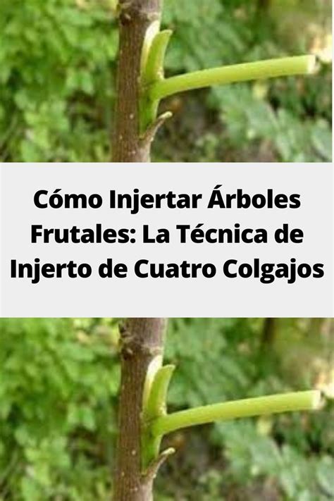 Cómo Injertar Árboles Frutales La Técnica de Injerto de Cuatro