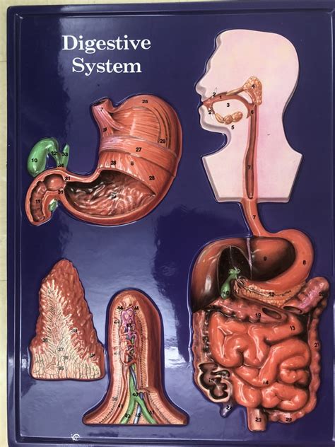 The Digestive System Lab Diagram Diagram Quizlet
