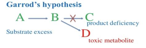 Introduction To Metabolism Flashcards Quizlet