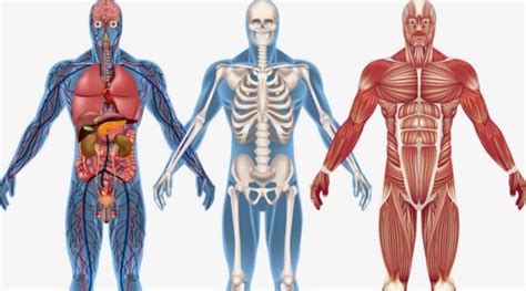 Anatomía sistemática Definición Origen Avances Para Que Sirve y Mas