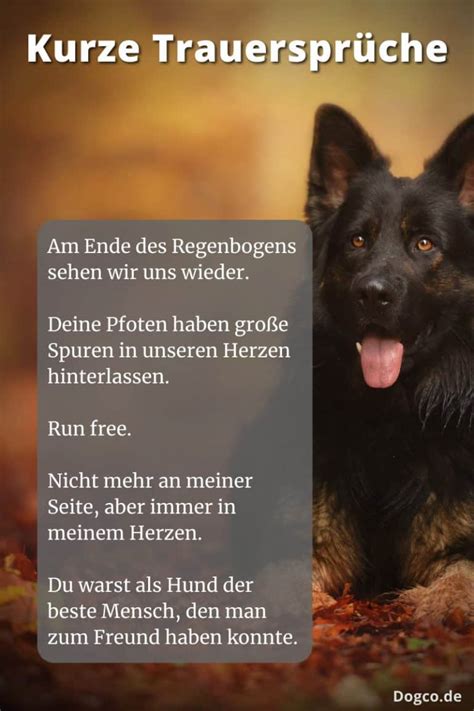 46 Kurze Sprüche Zum Tod Eines Hundes Trauersprüche für hunde können