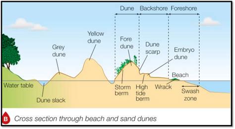 Diagram Of Coasts Sand Dunes Quizlet