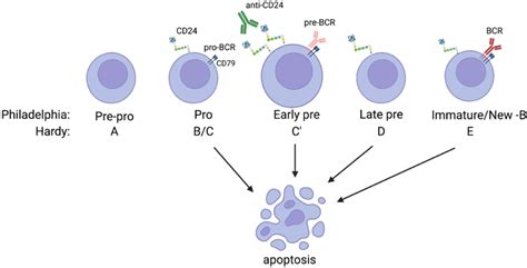 Cd Induces Apoptosis In Developing B Cells Shown Are Stages Of B
