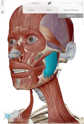 A P Muscles Flashcards Quizlet