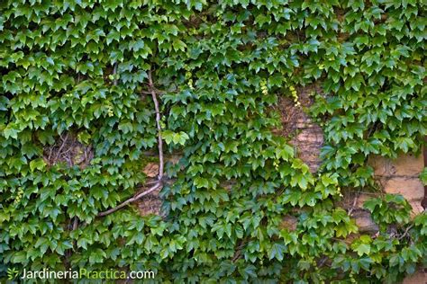 Enredadera tipos y características Plantas