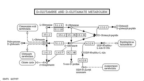 LON CAPA KEGG D Glutamine And D Glutamate Metabolism Standard