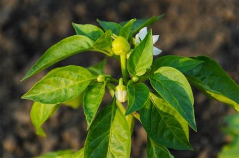 22 Pepper Plant Growth Stages AuyrnAzaleea