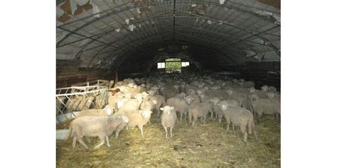 Condorcet Une trentaine de brebis tuées ou blessées