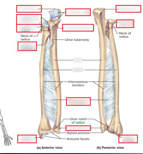 Diagram Of Ulna And Radius Boney Landmarks Quizlet