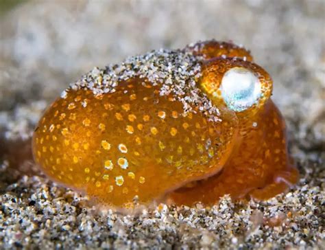 12 Types Of Cuttlefish Species Facts And Photos