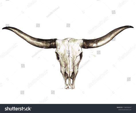 Longhorn Skull Watercolor Illustration Skull Longhorn Illustration