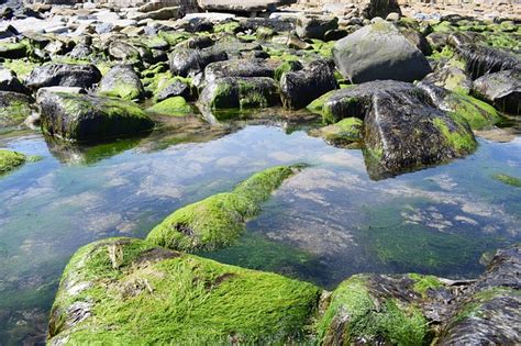Pourquoi L Eau De Ma Piscine Est Elle Verte Fiche Pratique Sur