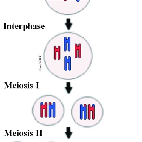 Diagrams Showing Exchange Of Chromosomes Occurring During Meiosis Of