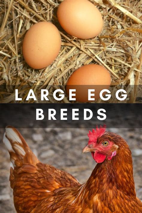 List Of Large Egg Laying Chicken Breeds Egg Laying Chickens Laying