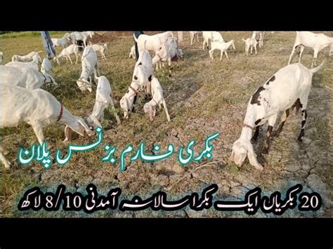 Rajanpuri Goats Farming Business Plans Number One Rajanpuri Goats