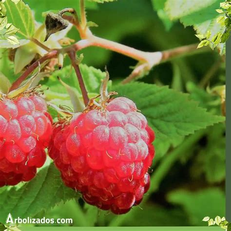 Disfruta de los sabores frescos en casa 5 árboles frutales ideales