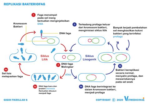 Jelaskan Tahap Tahap Replikasi Virus Daur Litik Dan Daur Lisogenik