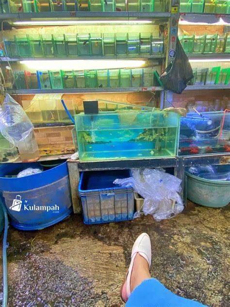 Main Ke Pasar Ikan Hias Jatinegara Ikan Murmer An