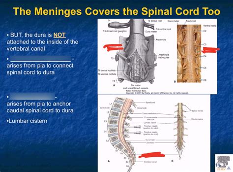 Meninges Covers Spinal Cord Too Diagram Quizlet