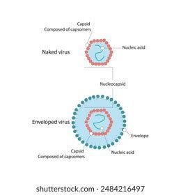 Diagram Virus Structure Naked Enveloped Virus Stock Vector Royalty