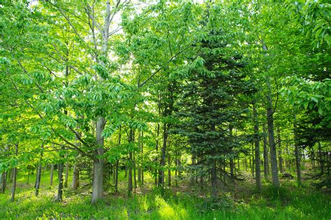 木の商用利用可フリー写真素材552 フォトック