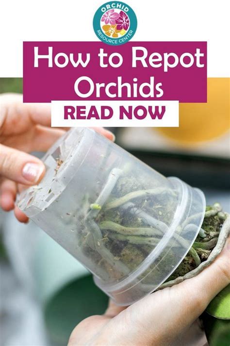 How To Repot Phalaenopsis Orchids Orchid Resource Center In